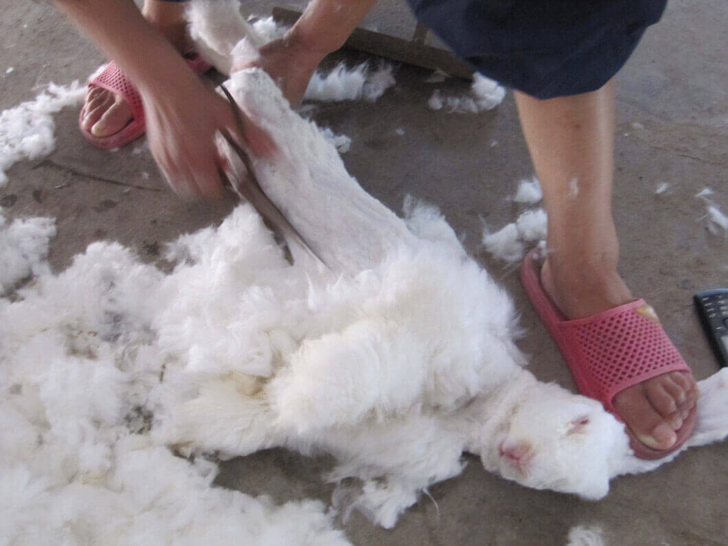 Angora Farm Audits Reveal Extreme Suffering for Rabbits