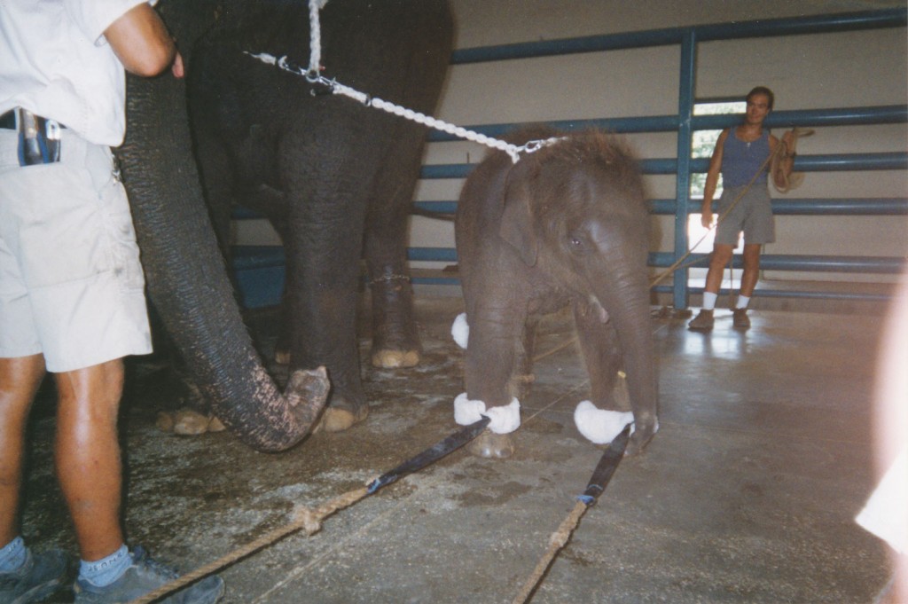 How Circuses Train Baby Elephants | Learn the Truth