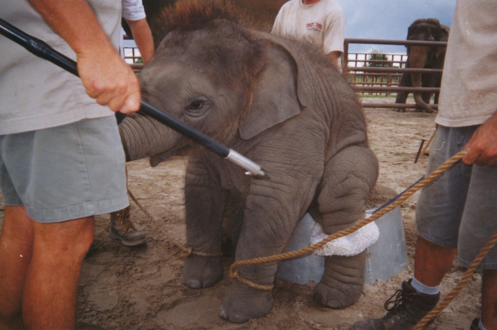 How Circuses Train Baby Elephants | Learn the Truth