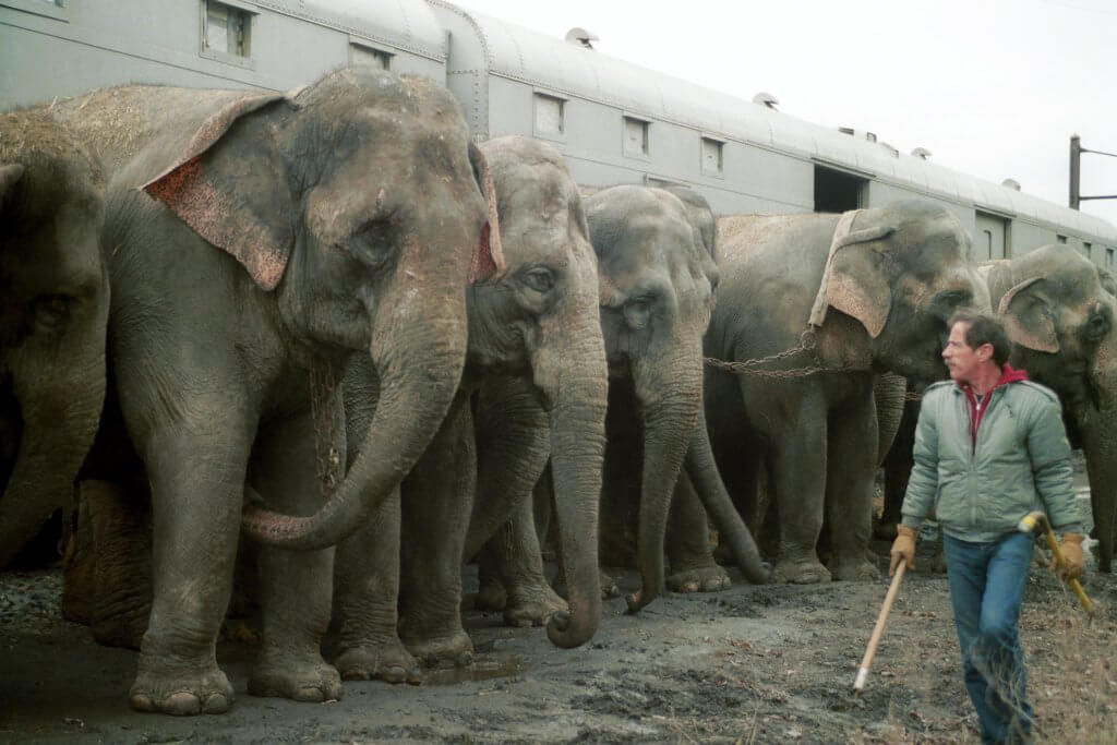 How Circuses Train Baby Elephants | Learn the Truth