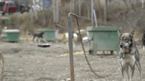 The Deadly Iditarod Race Should Be Terminated: Here's Why