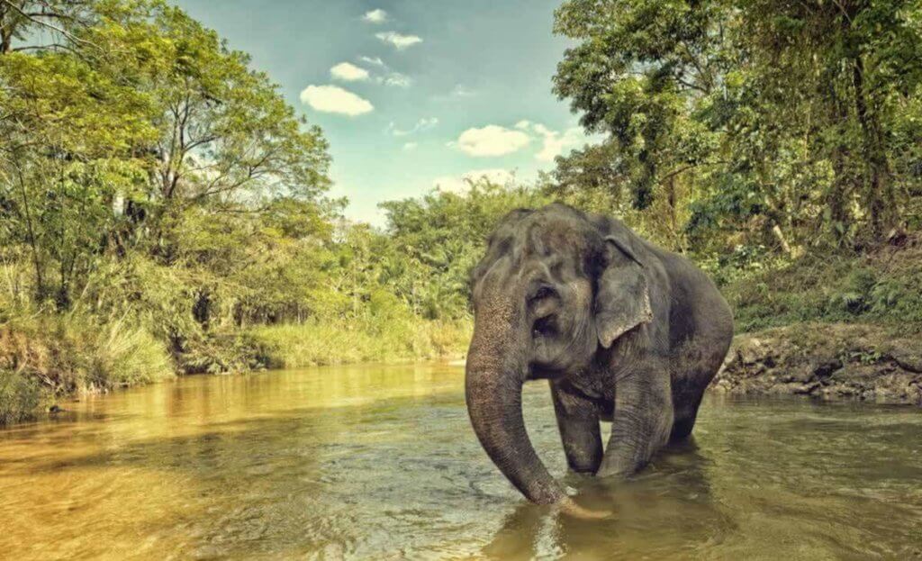 10 Reasons Why You Should Say No to Cruel Elephant Rides