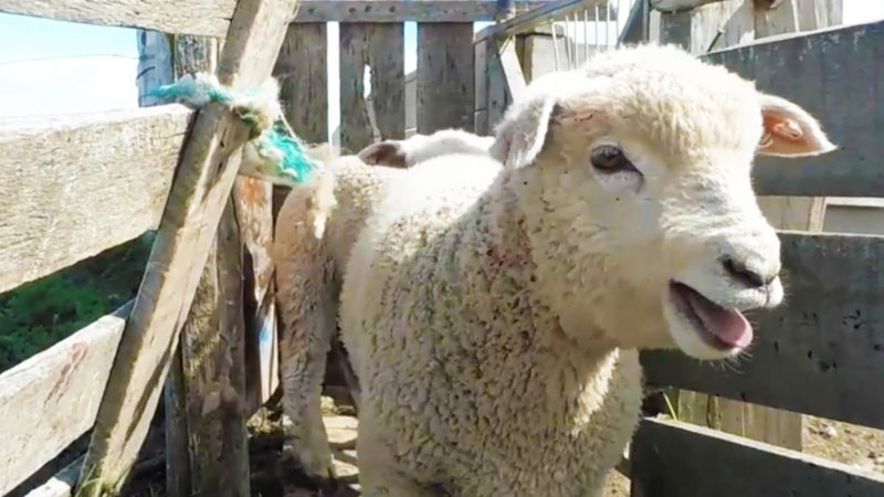 Shocking Videos Show How Sheep Suffer for Wool | PETA