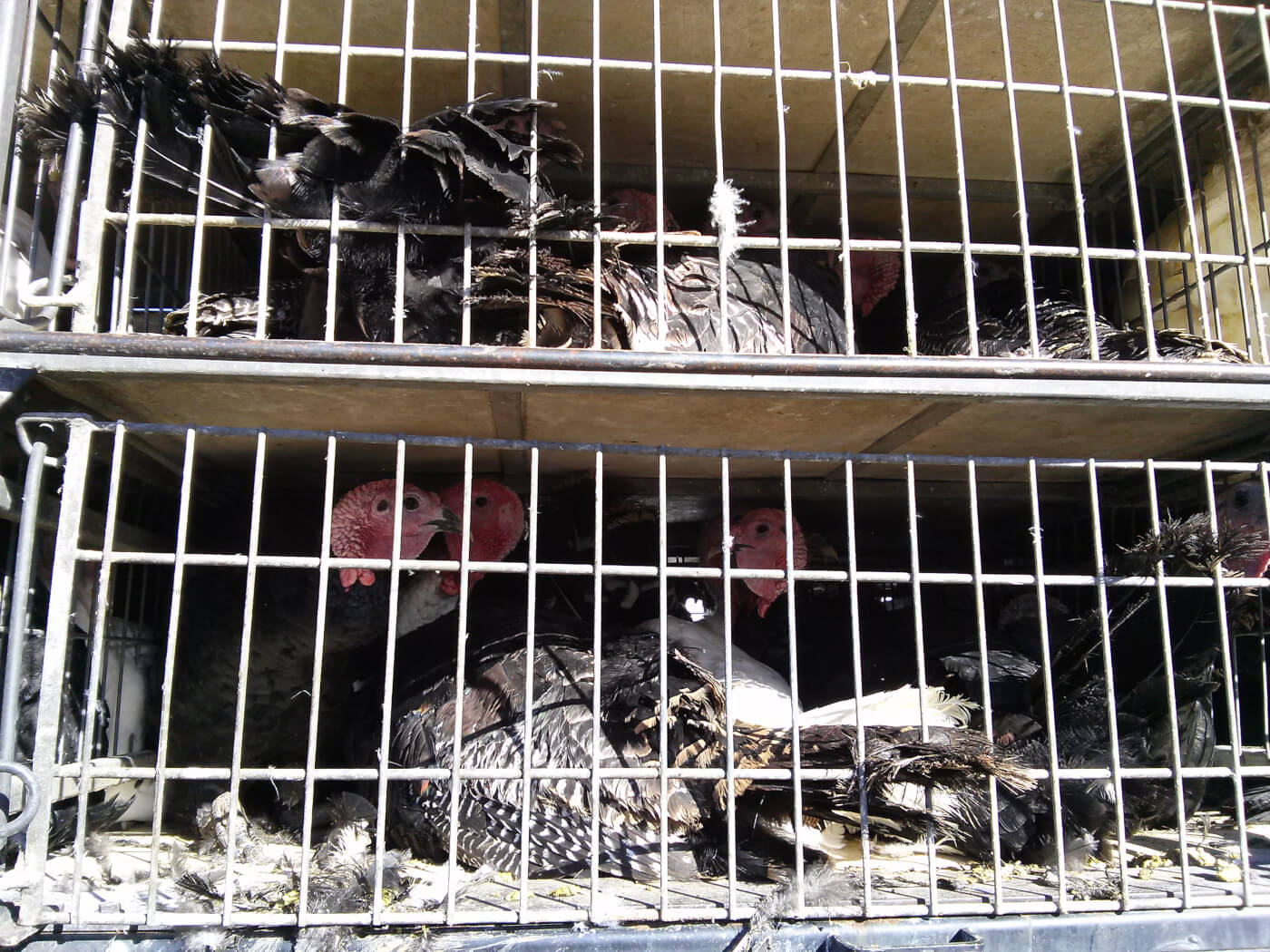 Turkeys Hauled 12 Hours, Killed for 'Dumb' People's Thanksgiving (VIDEO ...