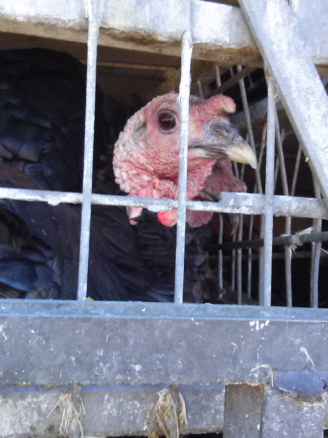 Turkeys Hauled 12 Hours, Killed for 'Dumb' People's Thanksgiving (VIDEO ...