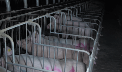 Misery, Slow Death for Pigs Crated in Filthy Canadian Factory | PETA