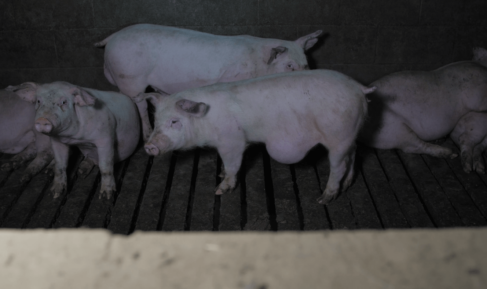 Misery, Slow Death for Pigs Crated in Filthy Canadian Factory | PETA