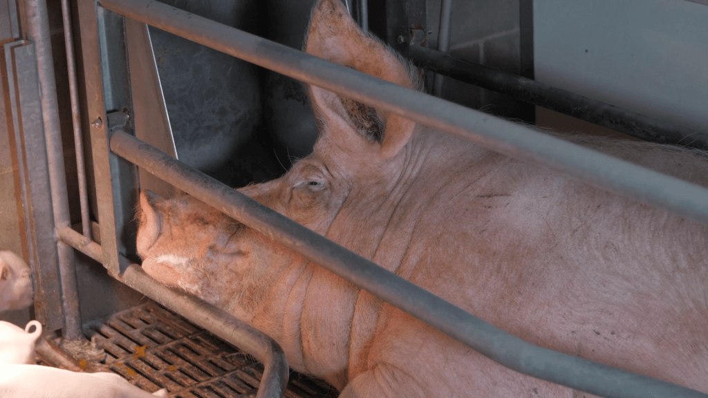 Misery, Slow Death for Pigs Crated in Filthy Canadian Factory | PETA