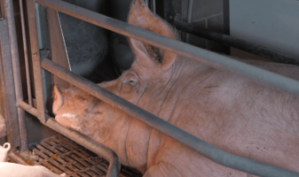 Misery, Slow Death for Pigs Crated in Filthy Canadian Factory | PETA