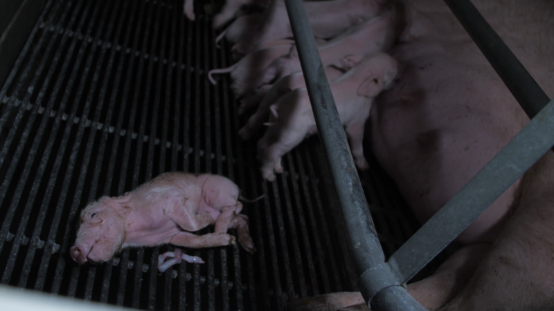 Misery, Slow Death for Pigs Crated in Filthy Canadian Factory | PETA