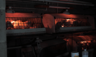Misery, Slow Death for Pigs Crated in Filthy Canadian Factory | PETA