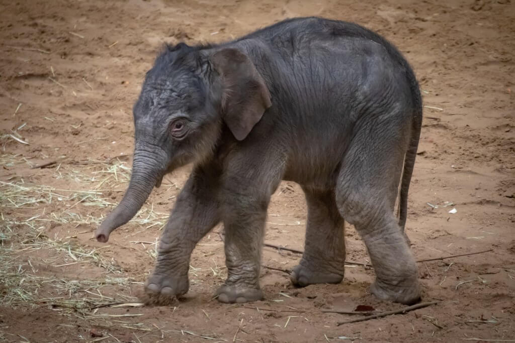 Quick and Easy Ways to Help Elephants Today | PETA