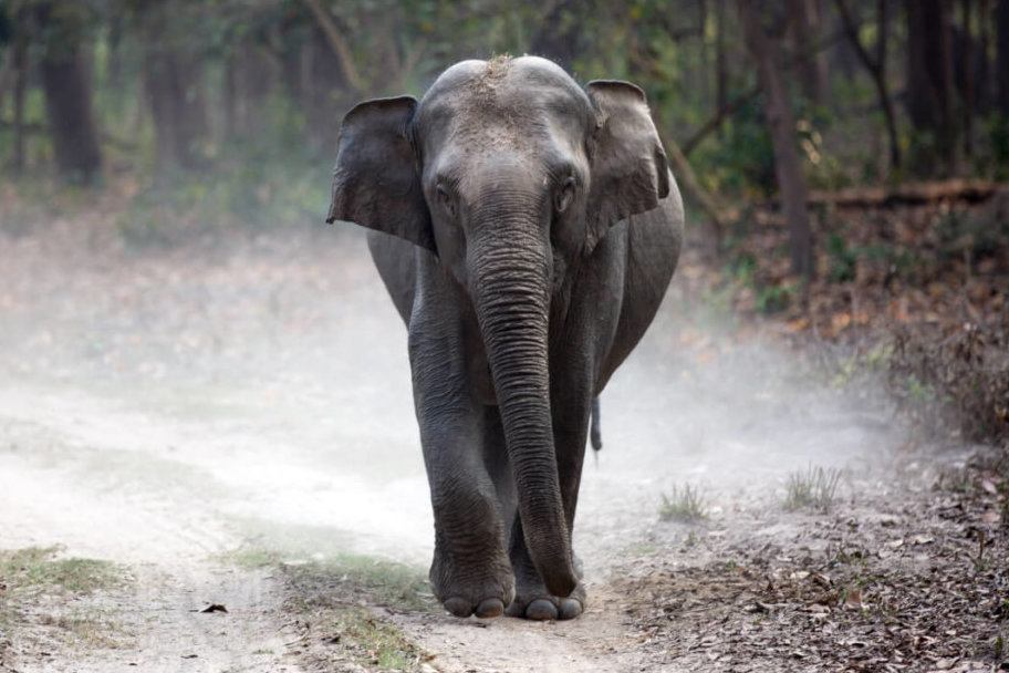 Quick and Easy Ways to Help Elephants Today | PETA