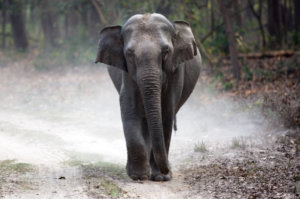 Quick and Easy Ways to Help Elephants Today | PETA