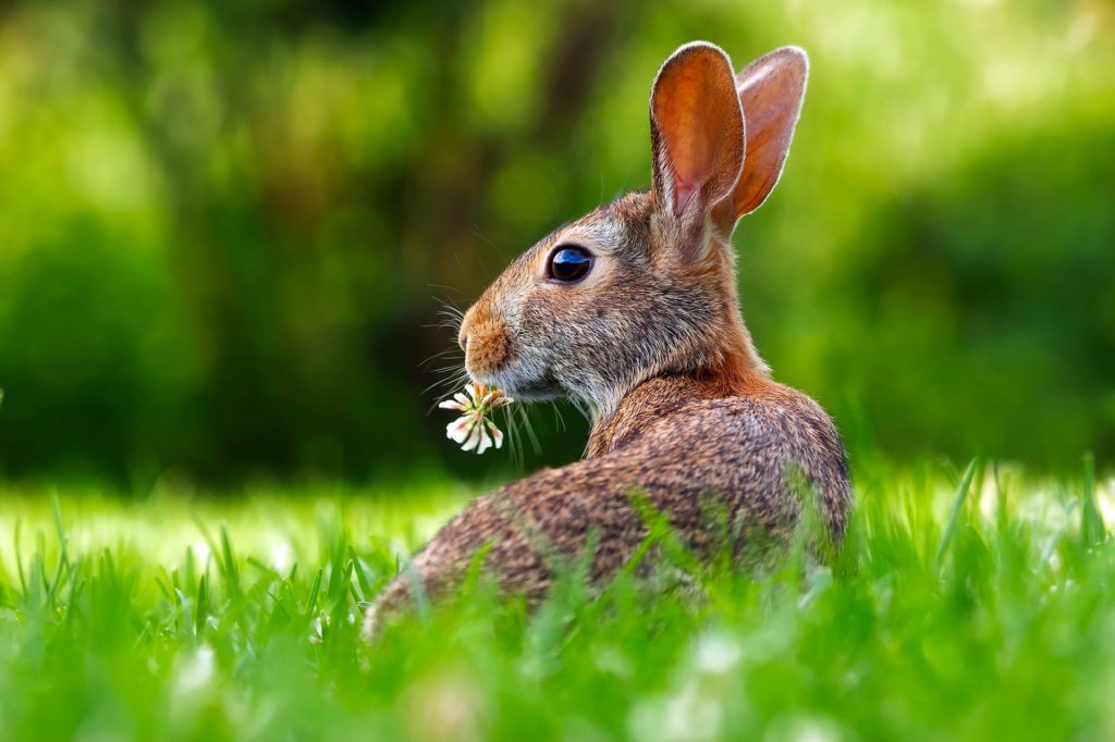 How to Help Rabbits During the ‘Year of the Rabbit’ | PETA