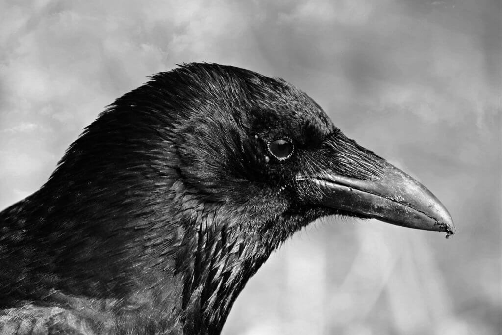Take Action: Help Birds Used in Experiments | PETA