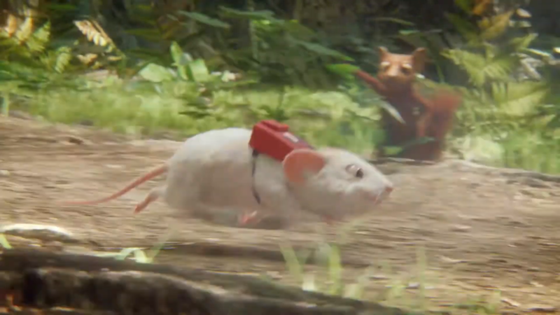 A Mouse Experimenting Is Cute, Experimenting on One Isn’t | PETA