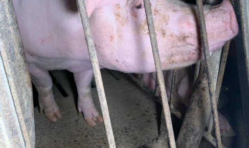 Video: Nonstop Misery, Filth, Suffering in Decrepit Indiana Pig Farm | PETA
