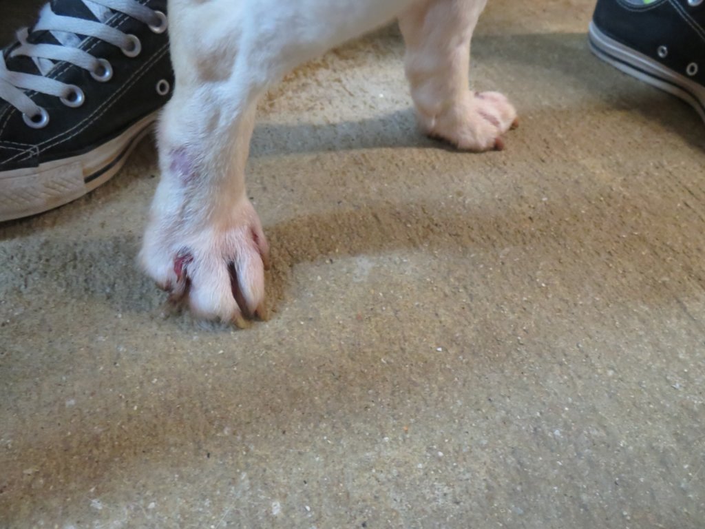 Take Action to End Cruel Experiments on Dogs | PETA