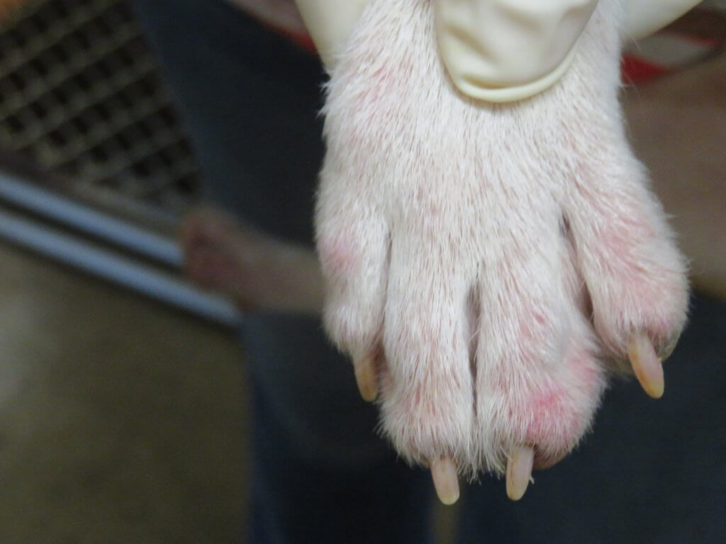 Take Action to End Cruel Experiments on Dogs | PETA