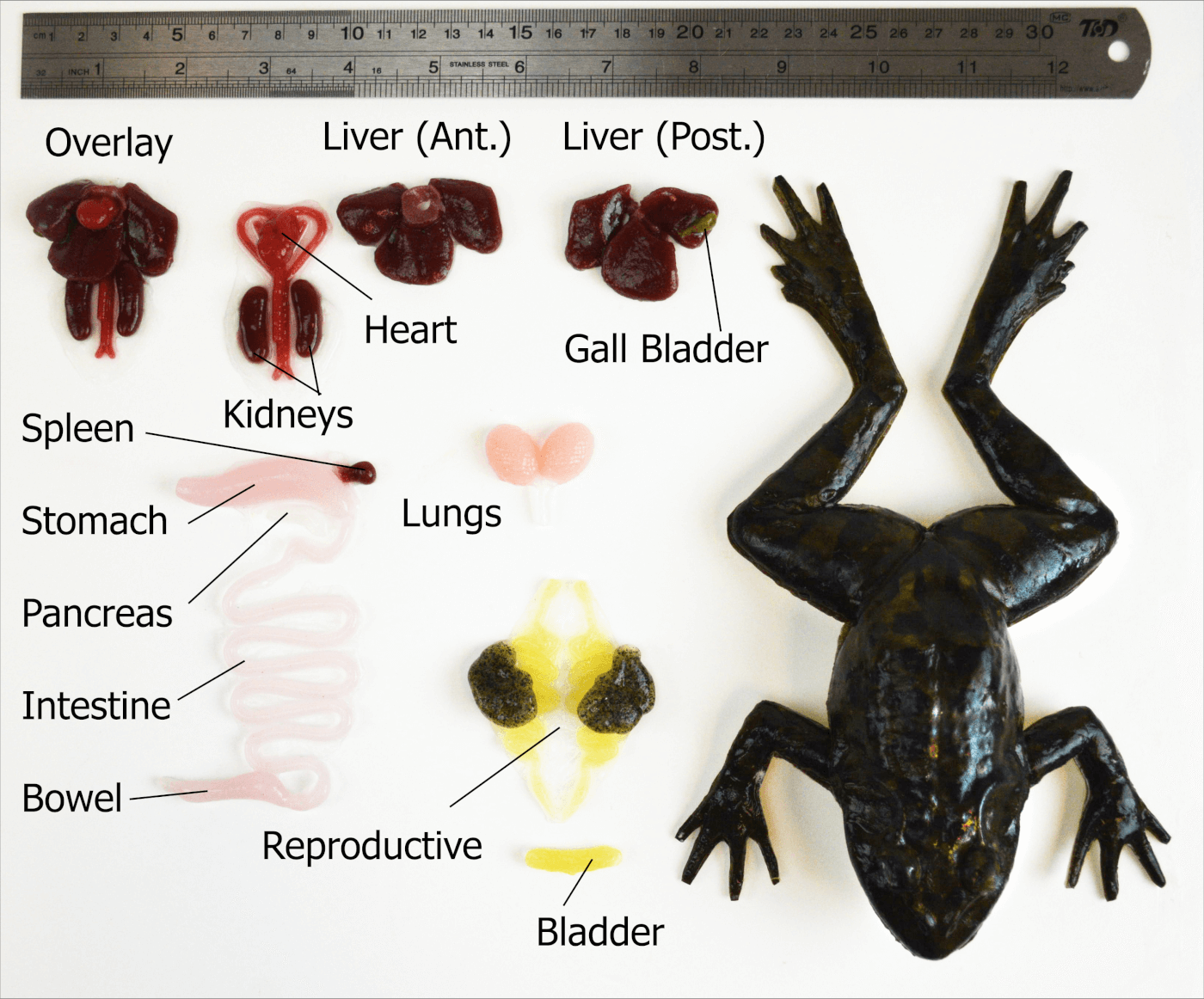 Parts Of The Body 3 Interactive Worksheet Body Parts Worksheet For Parts Of The Body 3 Interactive Worksheet Body Parts Worksheet For