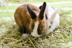 10 Ways to Help Animals (Updated August 2025) | PETA