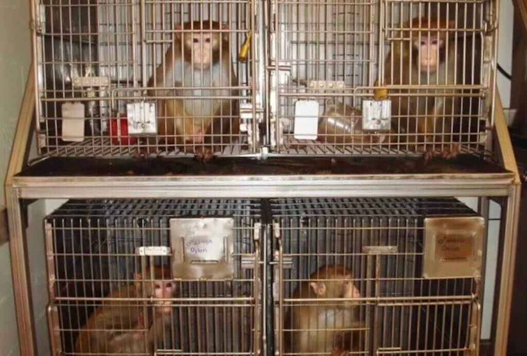 The Cruel Monkey Experiments ONPRC Didn’t Want You to See | PETA