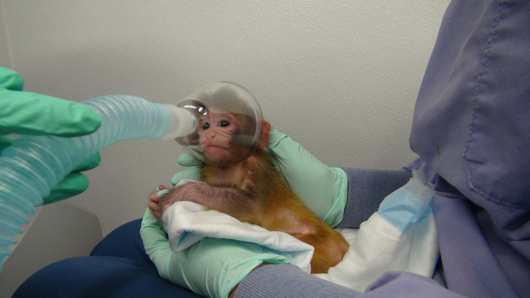 How NIH Props Up This Animal Misery Industry’s ‘Terrible 10’
