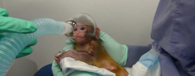 Monkey Imports Deliver Death to Endangered Monkeys | PETA