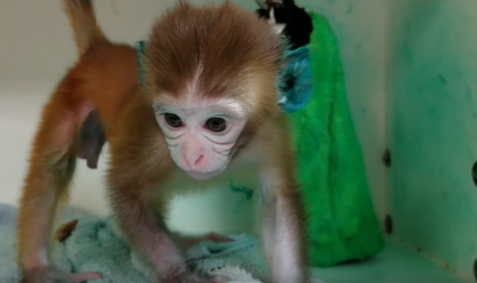 NIH: Shut Down the National Primate Research Centers | PETA