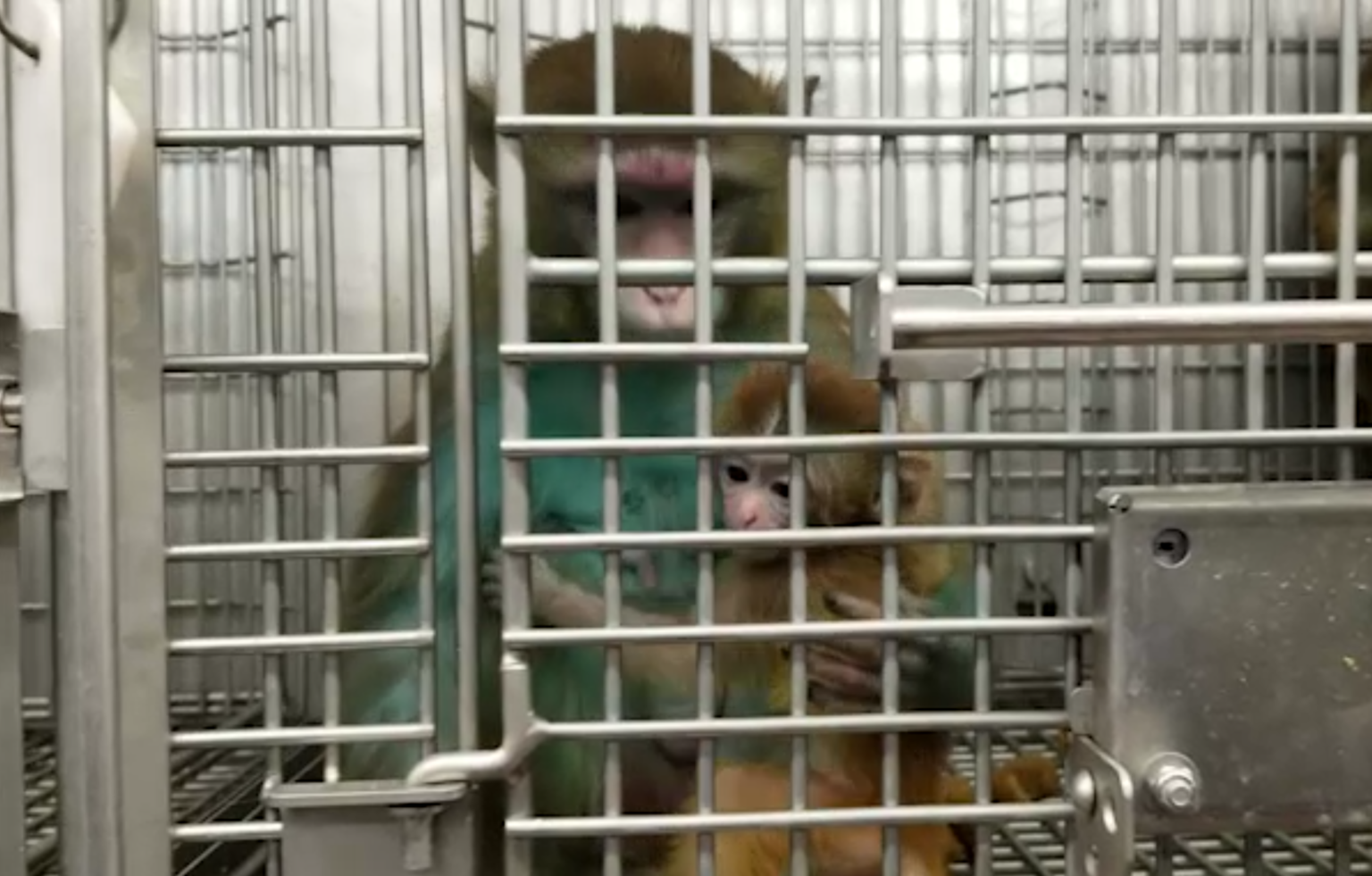 NIH: Shut Down the National Primate Research Centers | PETA