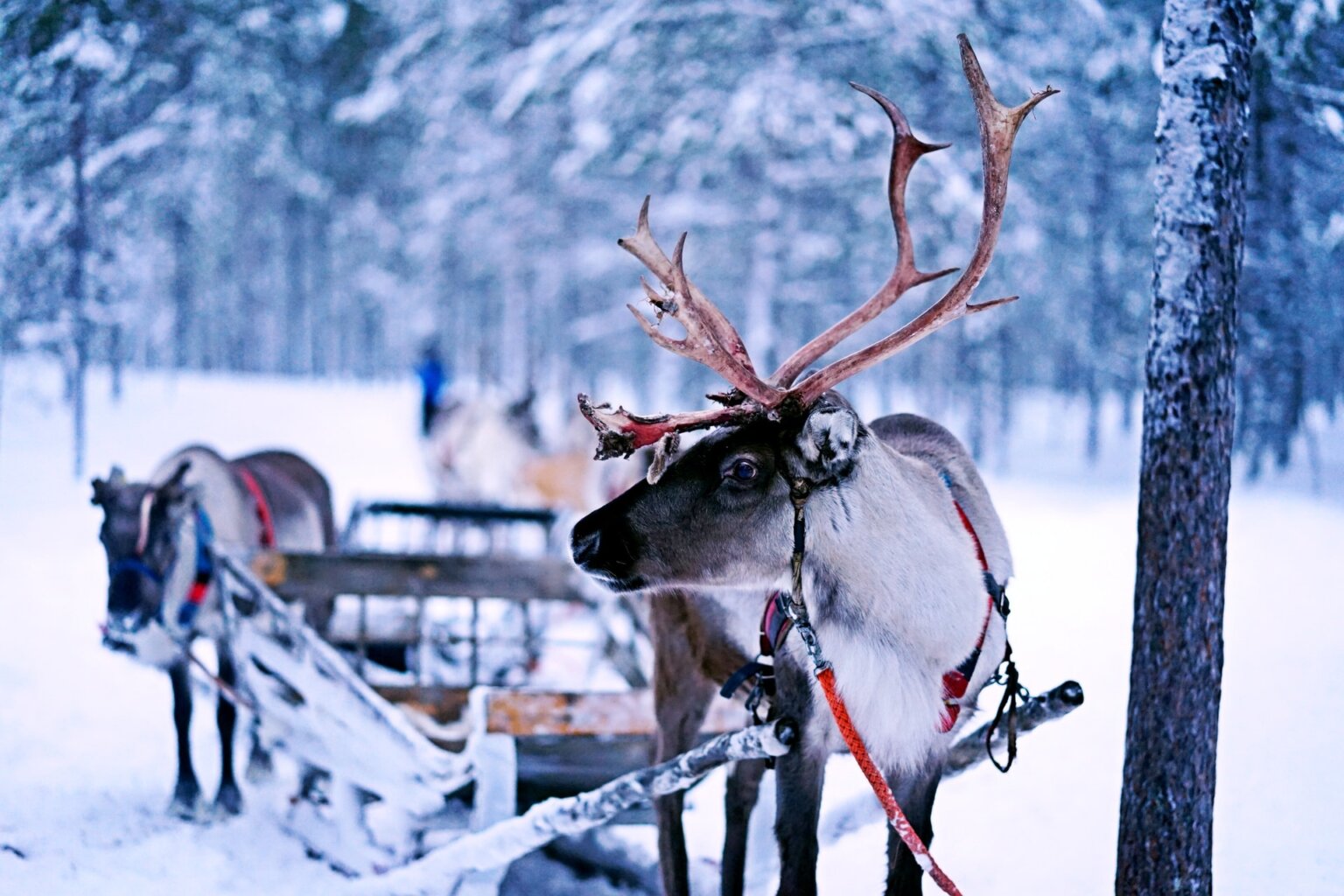 Christmas Events Are Anything but Merry for Reindeer | PETA
