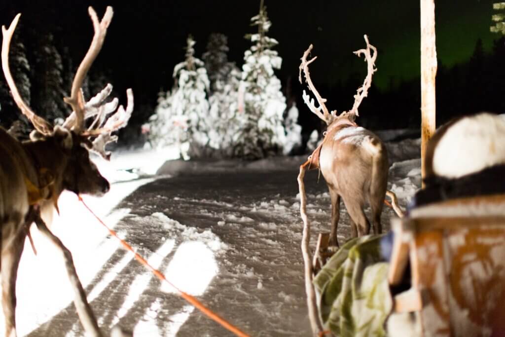 Christmas Events Are Anything but Merry for Reindeer | PETA