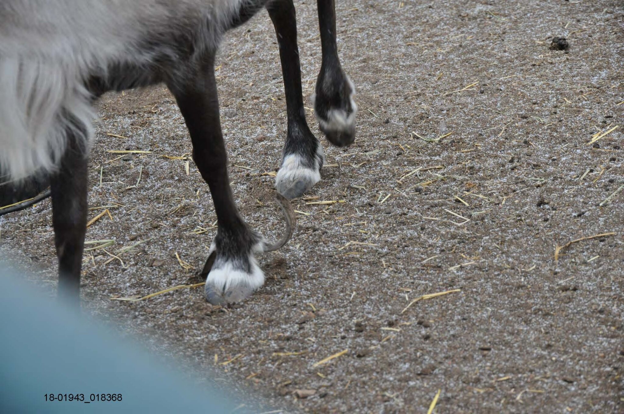 Christmas Events Are Anything but Merry for Reindeer | PETA