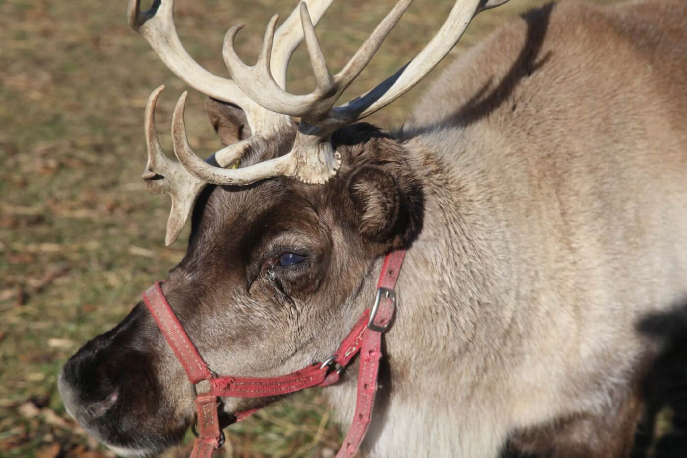 Christmas Events Are Anything but Merry for Reindeer | PETA