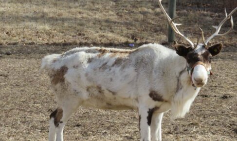 Rudolph the Red-Nosed Reindeer Isn't a Christmas Prop | PETA