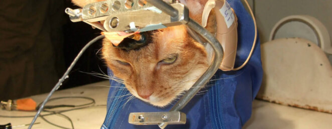 New Report Compiles Evidence of Animal Sentience | PETA