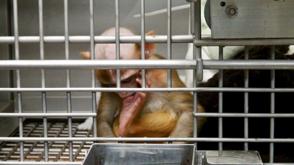 New Report Compiles Evidence of Animal Sentience | PETA