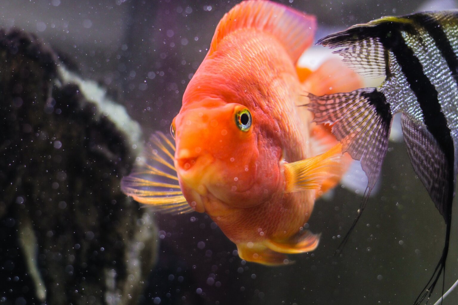 New Report Compiles Evidence of Animal Sentience | PETA