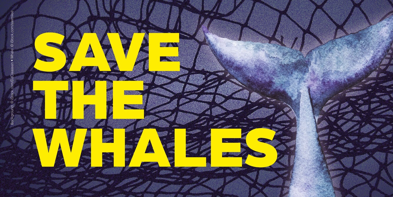 Turn the Tide to Help Save the Whales | PETA