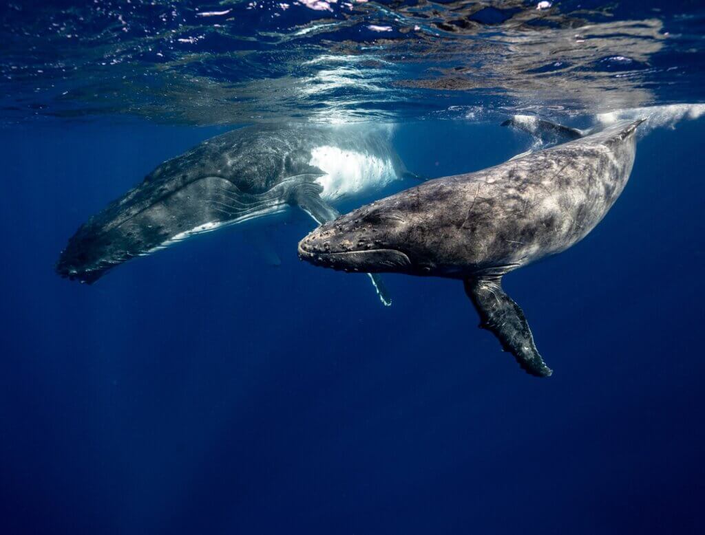 Turn the Tide to Help Save the Whales | PETA