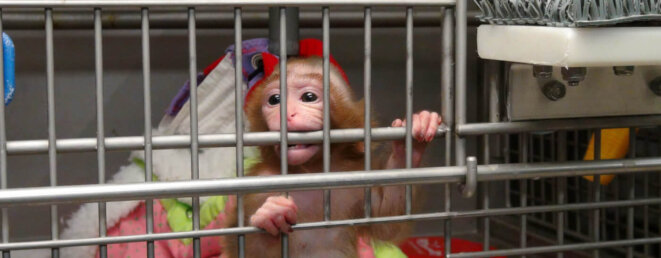 Monkey Imports Deliver Death to Endangered Monkeys | PETA