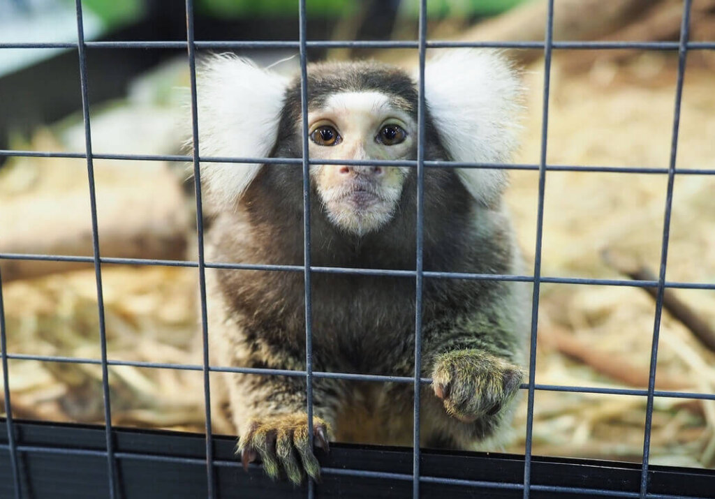 Marmosets Die, UMass Experimenter Collects Millions | PETA
