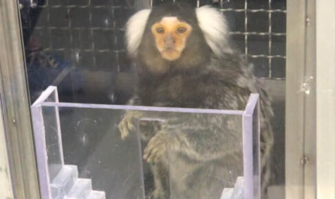 Marmosets Die, UMass Experimenter Collects Millions | PETA