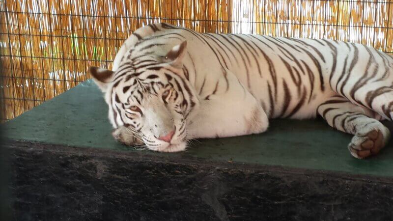 Lions and Tigers and Joe Exotic: Big Cats Suffer in Traveling Acts | PETA