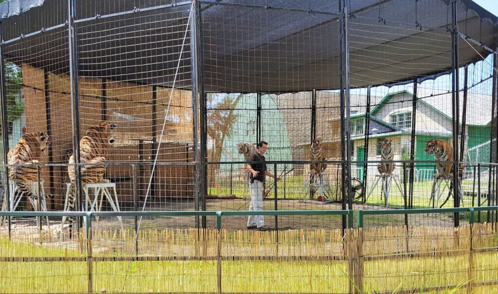 Lions and Tigers and Joe Exotic: Big Cats Suffer in Traveling Acts | PETA