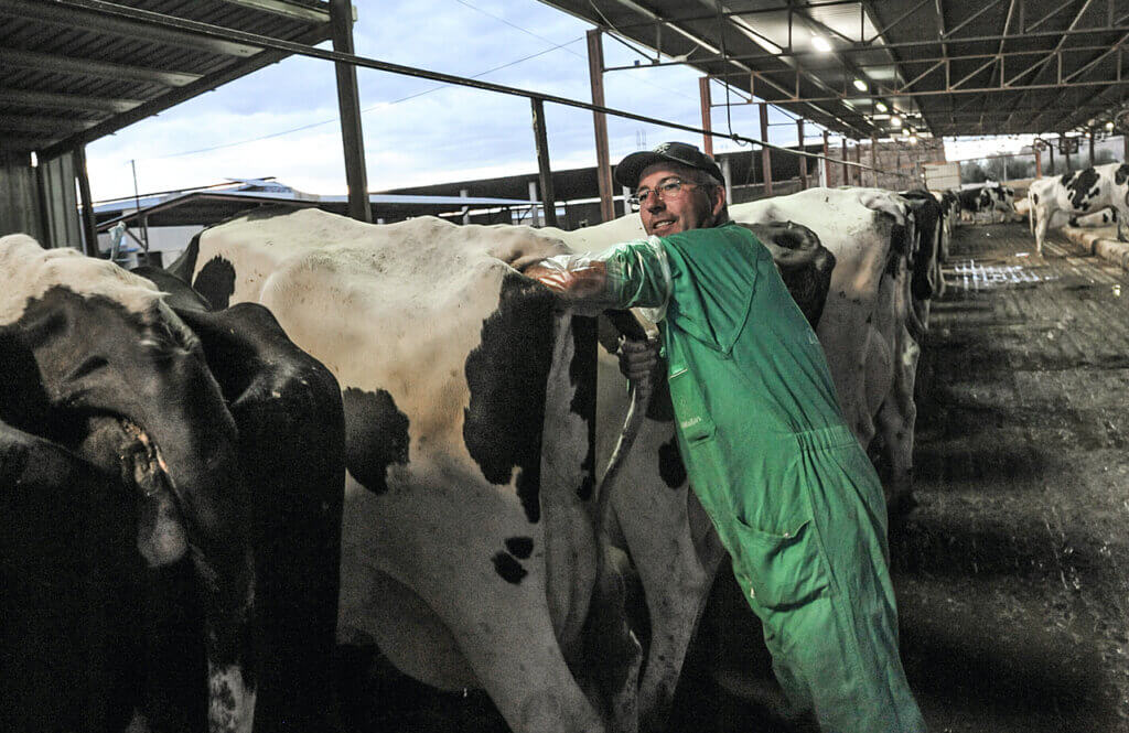 Help End the Killing of Cows in Just 10 Seconds | PETA Headlines