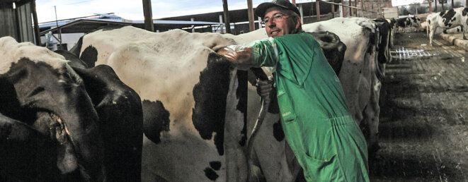 Help End the Killing of Cows in Just 10 Seconds | PETA Headlines