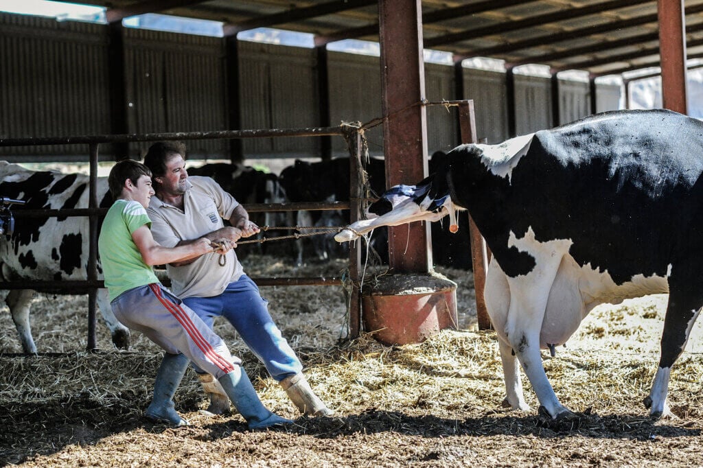 Help End the Killing of Cows in Just 10 Seconds | PETA Headlines