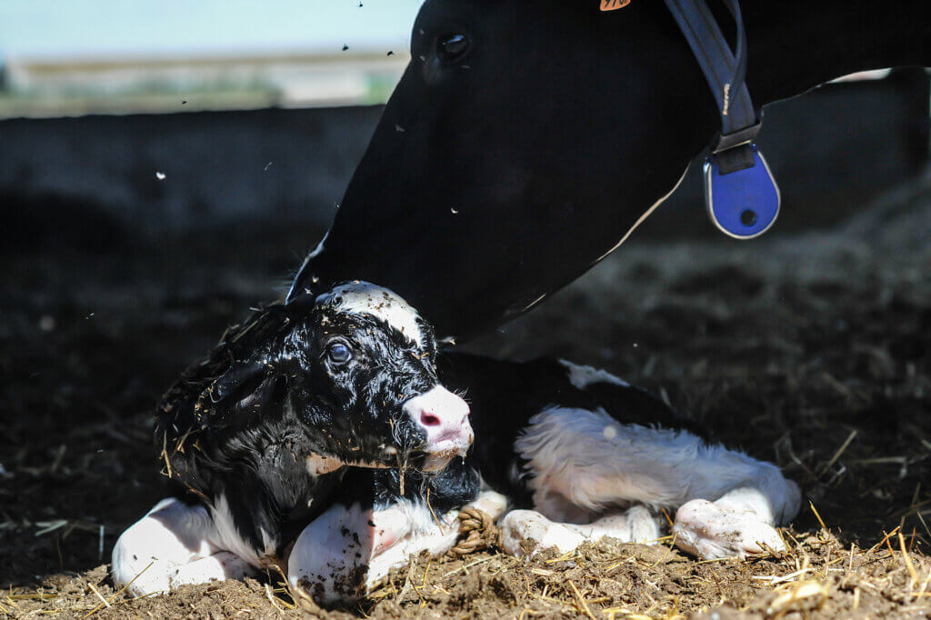 Help End the Killing of Cows in Just 10 Seconds | PETA Headlines